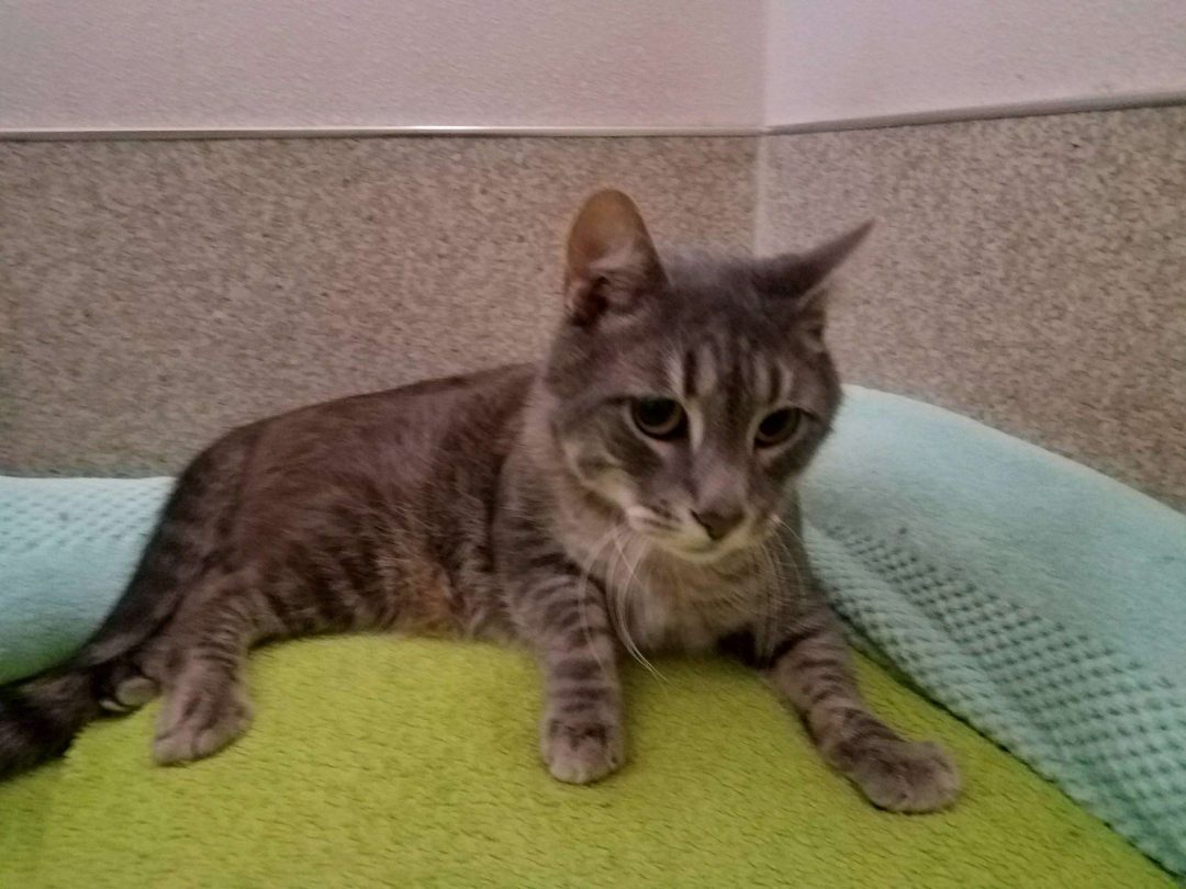 Meet Charlie – the cat who overcame the odds! – Lycoming County SPCA